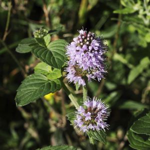 Menta de agua - Mentha aquatica (Cuidado, Características, Flor, Imágenes)