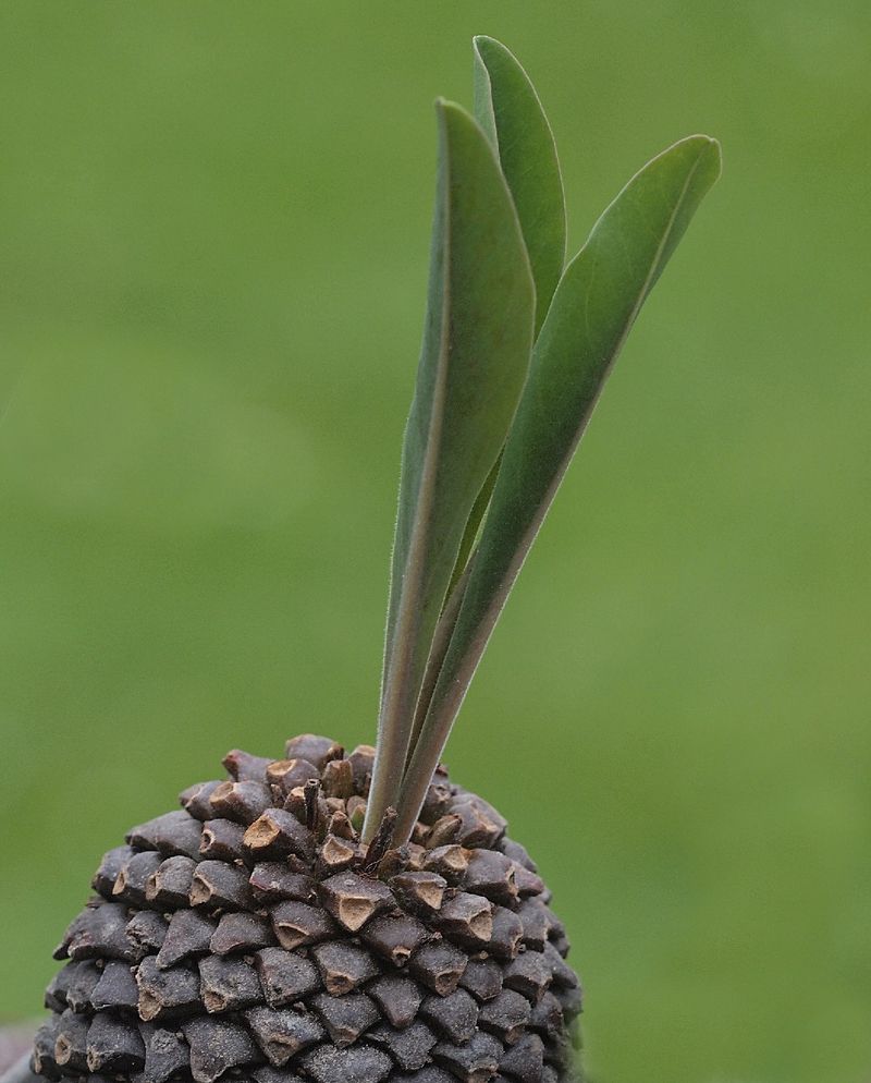 Is Pine-cone plant Poisonous