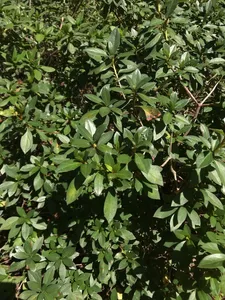 How to Prune Chinese ardisia
