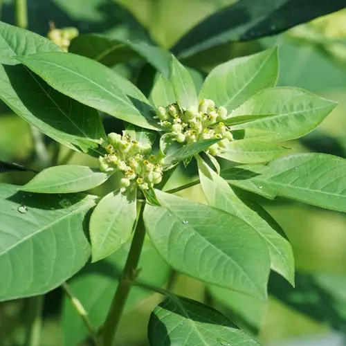 Hierba de la araña (Euphorbia dentata) - PictureThis