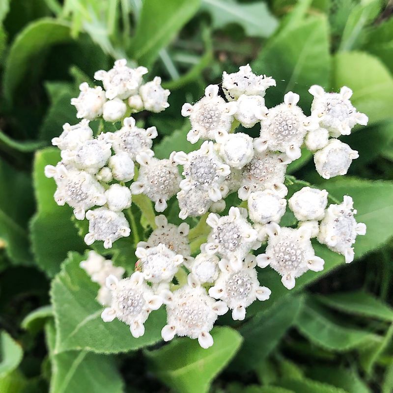 What Are Common Problems with Wild quinine?