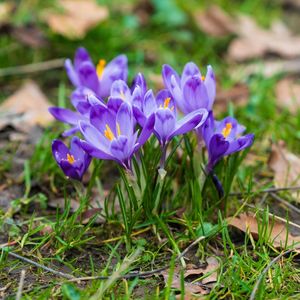 Dutch crocus - Crocus vernus (Care, Characteristics, Flower, Images)
