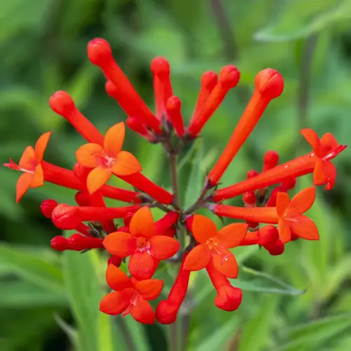 Clavillo (Bouvardia ternifolia) - PictureThis