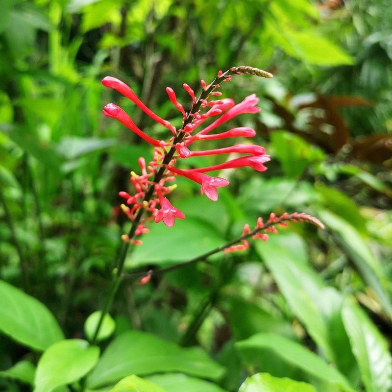 Exploring the Meaning and Significance of the Mottled Toothedthread Flower