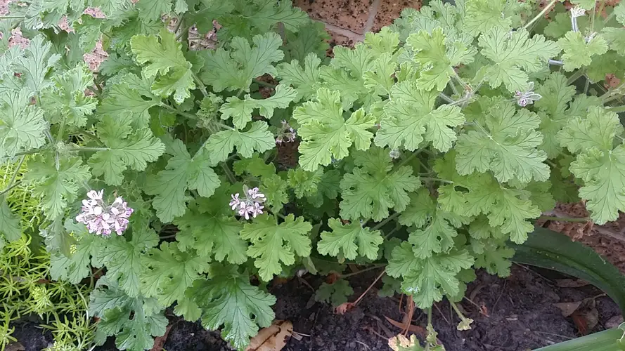How to Plant and Grow Rose geranium(Pelargonium graveolens)