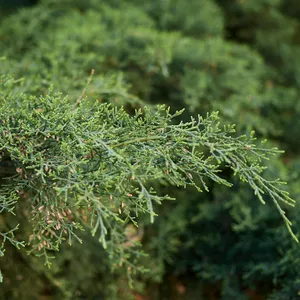 How to Prune Eastern red cedar