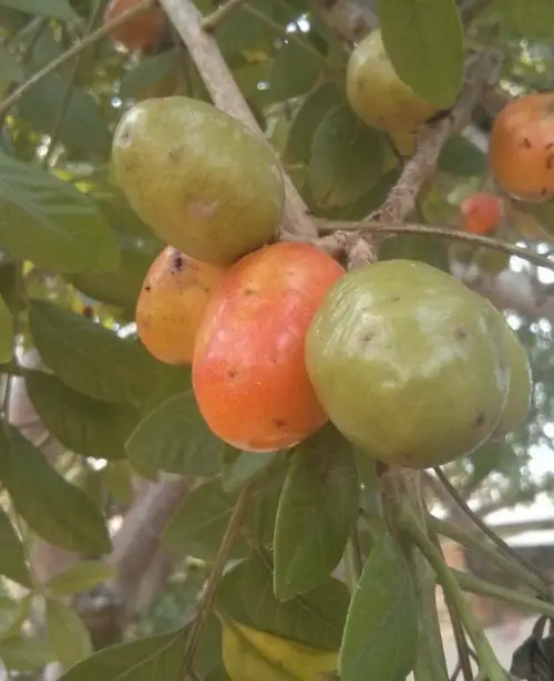 Jocote (Spondias purpurea) - PictureThis