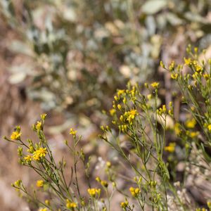 Broom snakeweed - Gutierrezia sarothrae (Care, Characteristics, Flower ...