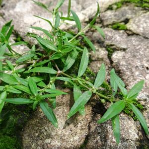 Diodia virginiana - Diodia virginiana (Taxonomía, Características ...