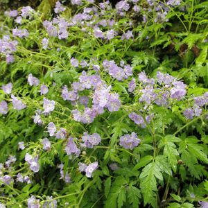 Fernleaf phacelia (Phacelia bipinnatifida) - PictureThis