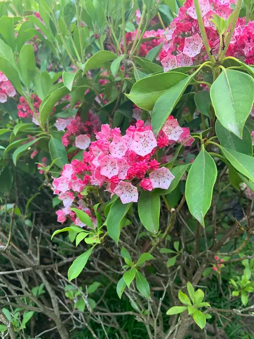 How to Plant and Grow Mountain laurel 'Little Linda'(Kalmia latifolia ...
