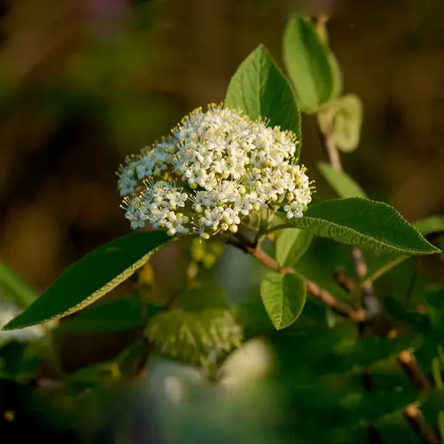 Nannyberry Care (Watering, Fertilize, Pruning, Propagation) - PictureThis