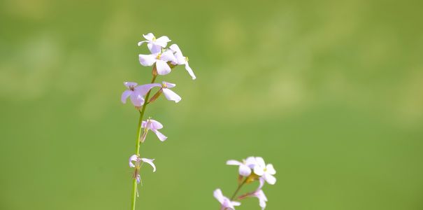 How to Grow and Care for Spanish mustard