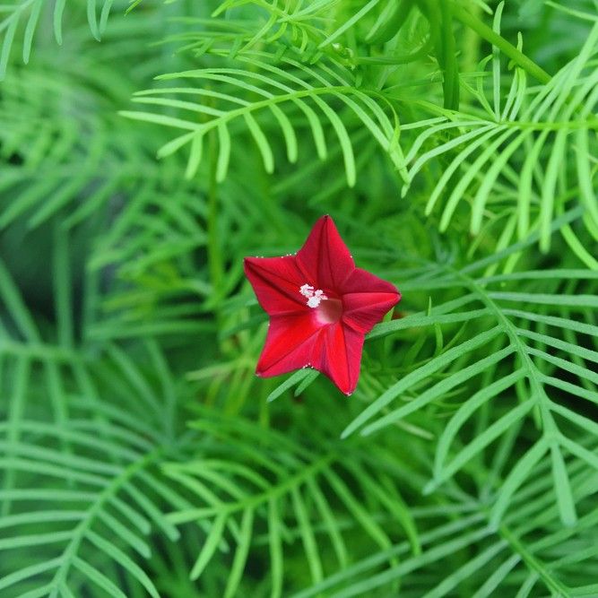 How to Solve Common Cypress vine Problems?