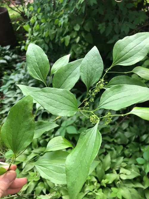 Smilax sieboldii - PictureThis