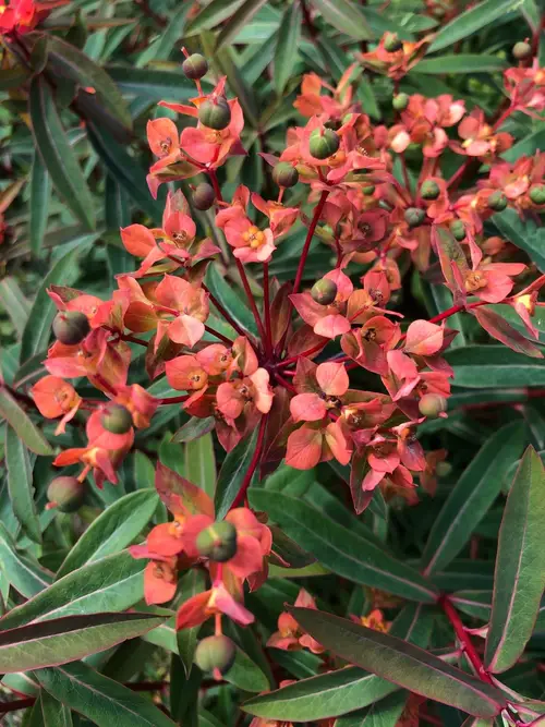 Euphorbia griffithii 'Dixter' - PictureThis