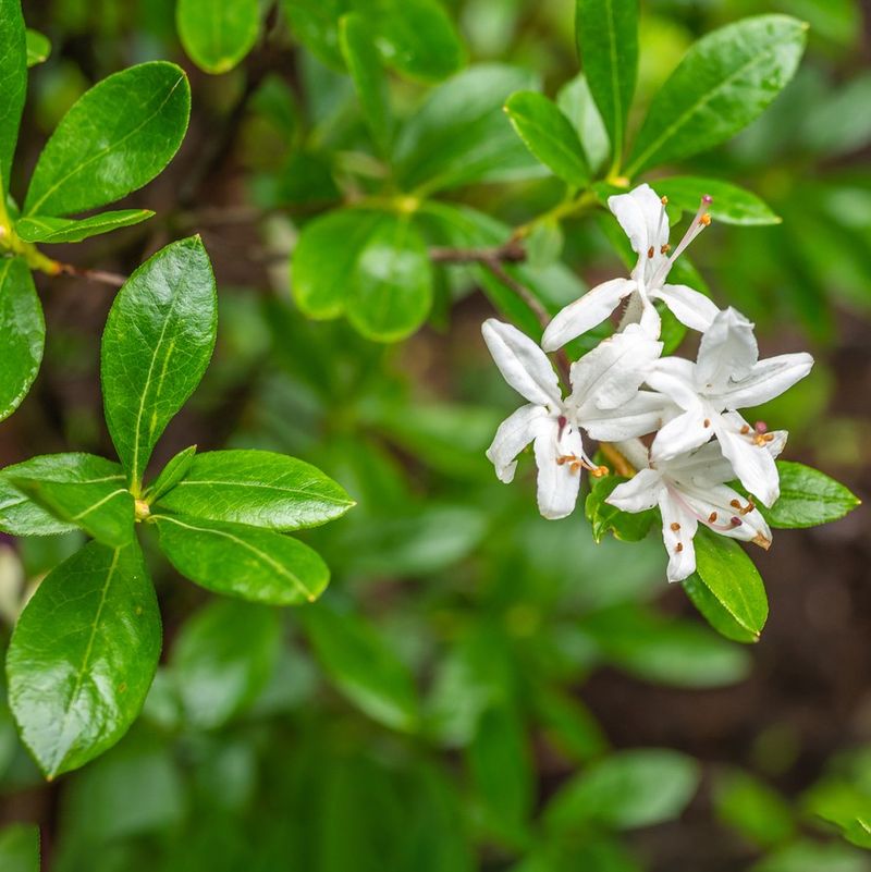 What Are Common Problems with Swamp Azalea?