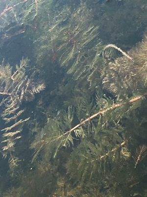 How to Grow and Care for Myriophyllum