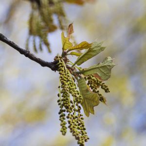 Cómo cultivar y cuidar una Matorral de roble