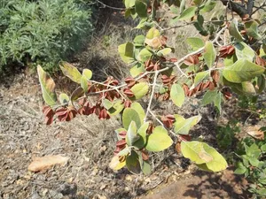 How to Prune Velvet bushwillow