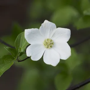 Enfermedades Del Cornejo Blanco PLANTAS DEL SUEVE Cornus