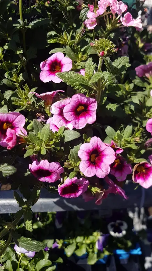 Calibrachoa 'Superbells Strawberry Punch' - PictureThis