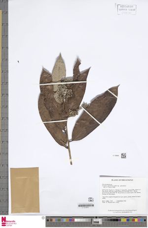 How to Grow and Care for Couepia guianensis