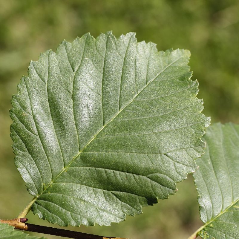 How to Solve Common Problems with Field elm?