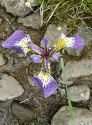 Slender blue iris (Iris prismatica) - PictureThis