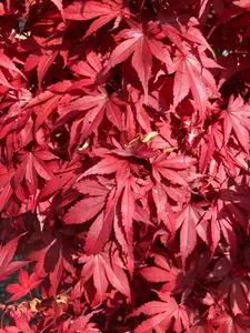 How to Prune Japanese maple 'Skeeter's Broom'
