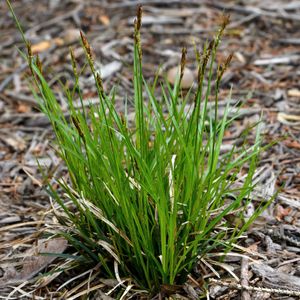 How to Grow and Care for Pennsylvania sedge