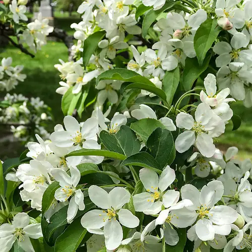 How to Plant and Grow Chinese Crabapple(Malus spectabilis)