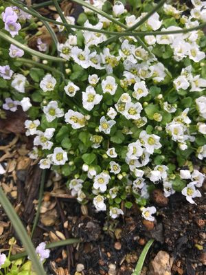 Coclearia (Cochlearia officinalis) - PictureThis