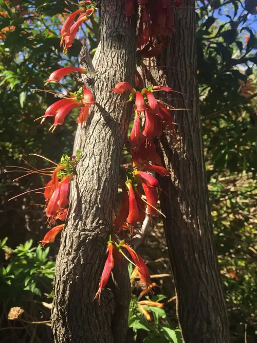 How to Plant and Grow Tree fuchsia(Halleria lucida)