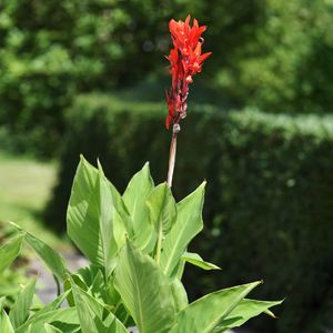 Achira - Canna indica (Cuidado, Características, Flor, Imágenes)