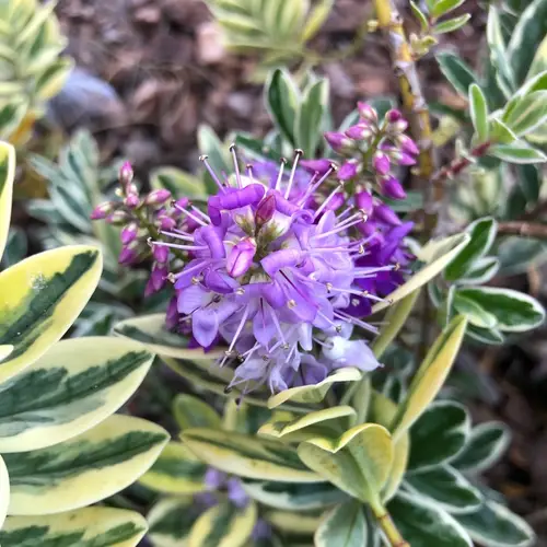 Veronica 'Silver Queen' - PictureThis