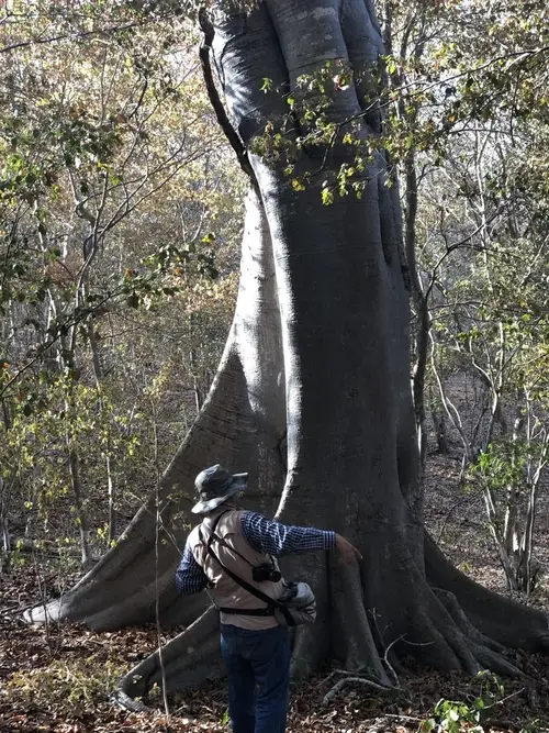 Higuerón (Ficus maxima) - PictureThis