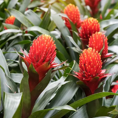 How to Plant and Grow Flaming torch(Billbergia pyramidalis)