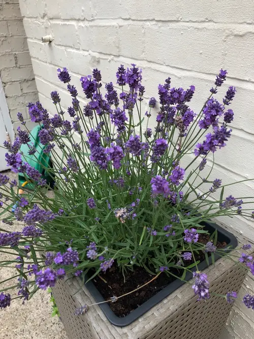 Lavandula angustifolia 'Dow4' - PictureThis