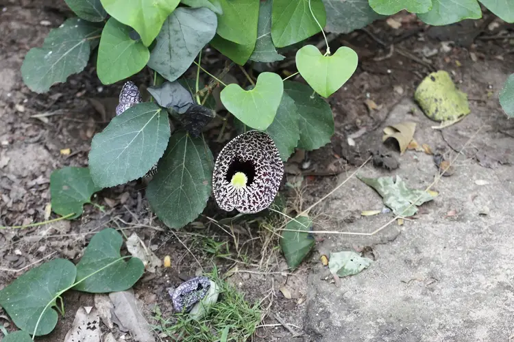Dutchman's pipe vine (Aristolochia manchuriensis) Flower, Leaf, Care ...