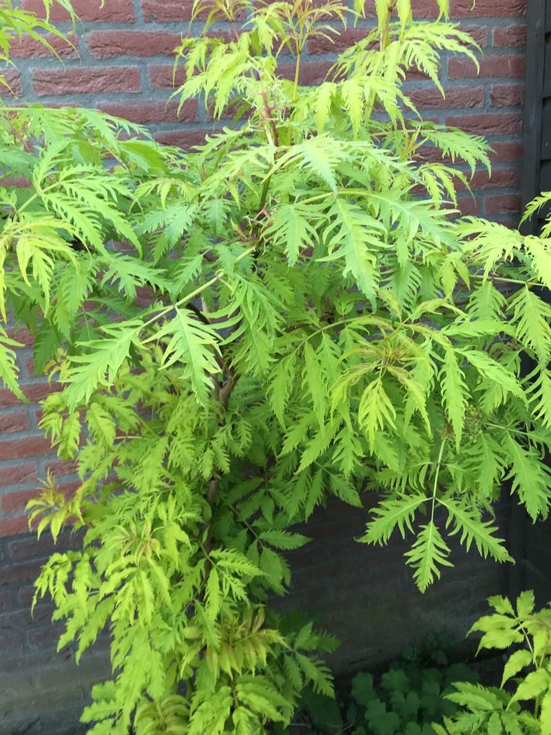 How to Solve Malaysian aralia Plant Issues?