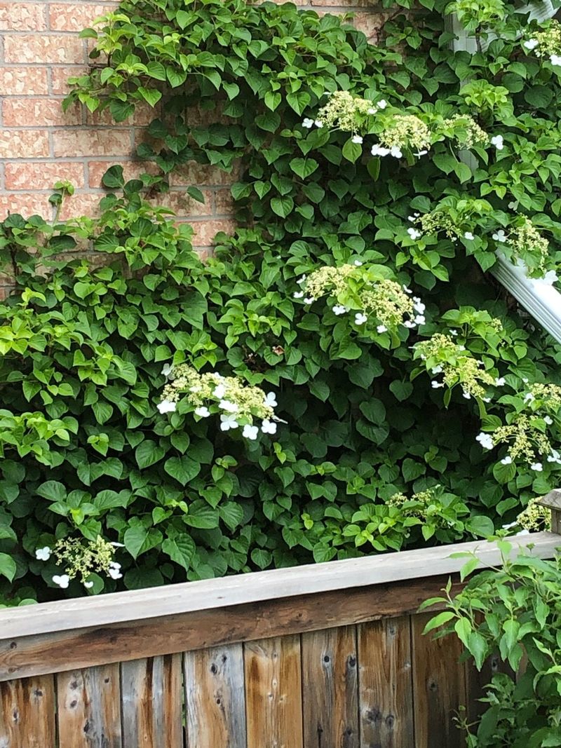 What Are the Common Problems with Climbing hydrangea?