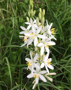 How to Grow and Care for Anthericum