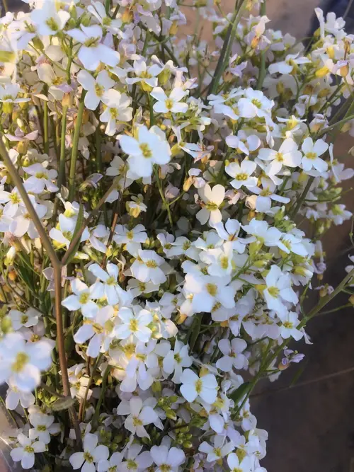 Sand bitter-cress (Arabidopsis arenosa) Flower, Leaf, Care, Uses ...