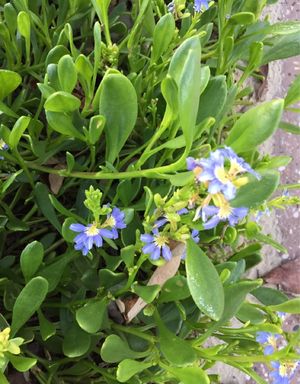 Angled lobelia - Lobelia anceps (Taxonomy, Characteristics ...