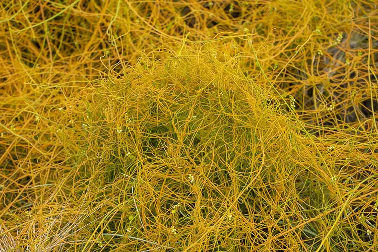 Tu si zi (Cuscuta chinensis) - PictureThis