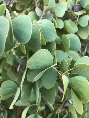 How to Grow and Care for Bidi leaf tree