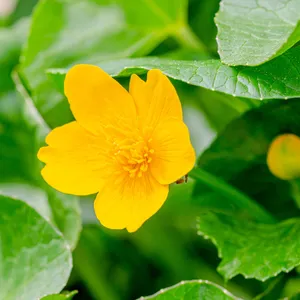 🐝️️ How to Pollinate Yellow marsh marigold? (Pollinators, Time Window ...