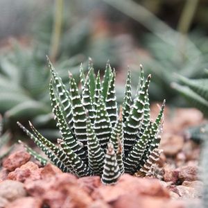 How to Grow and Care for Miniature aloe