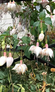 🌱 Cómo propagar una Fuchsia 'Devonshire Dumpling'